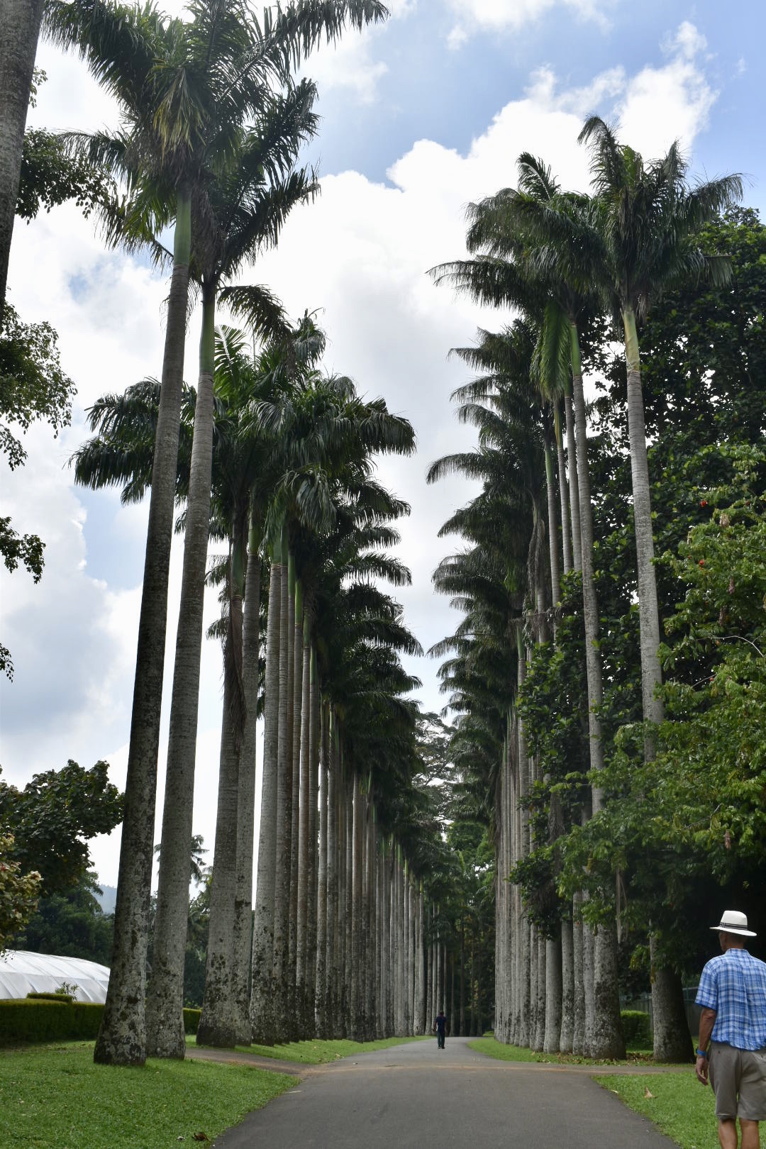 Tuk tuks, tall trees and the Tooth Temple | The rambling roses
